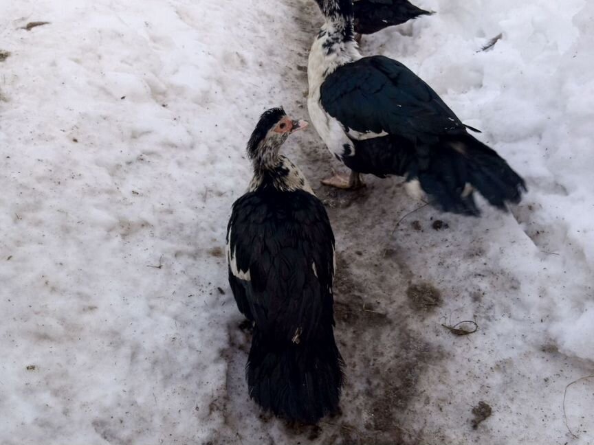 Семья индоуток, селезень и две уточки