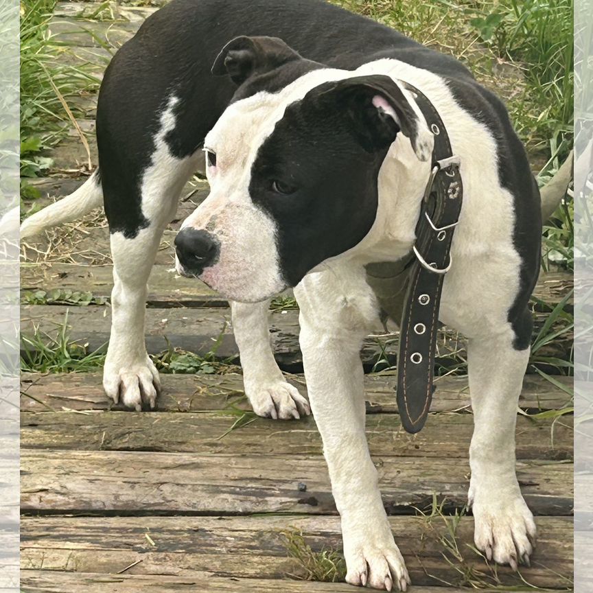 Американский стаффордширский терьер, щенок