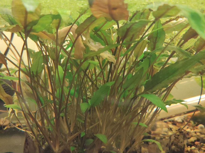 Криптокорины и кометы