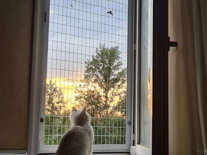 Кошка на окошке