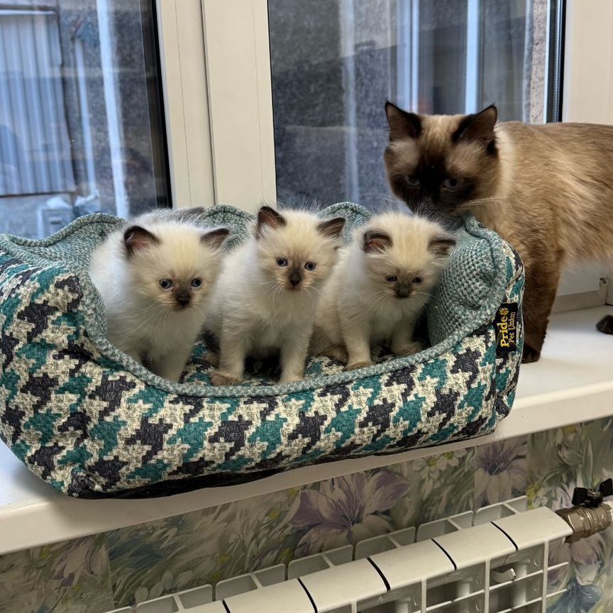 Балинезийский котёнок