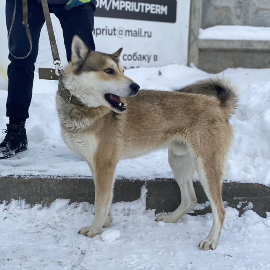 Лайка молодой кобель в хорошие руки