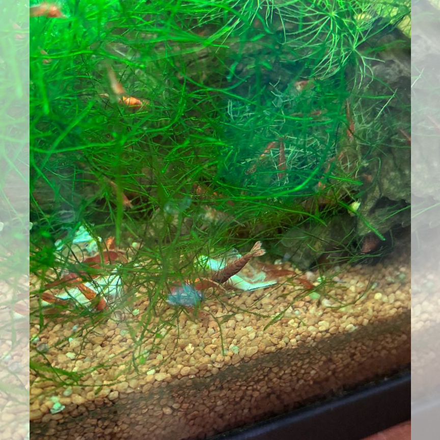 Креветки красные аквариумные и роголистник