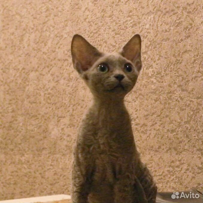 Девон-рекс котик