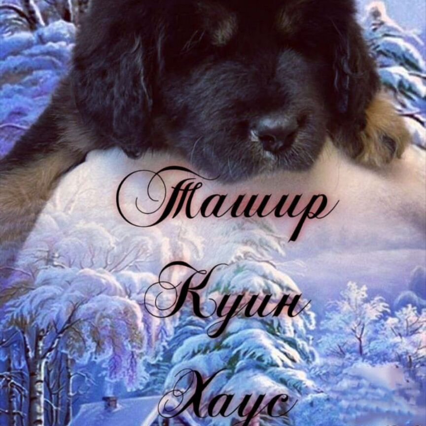 Тибетский мастиф щенки львиный тип