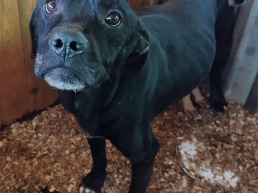 Собаке нужна помощь