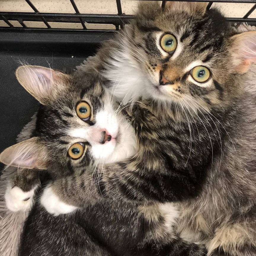 Котята мальчик Веня и девочка Мелисса