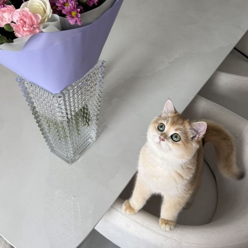 Британский короткошёрстный котёнок