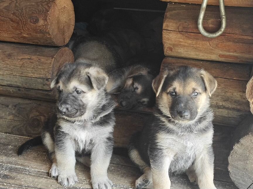 Щенки овчарки