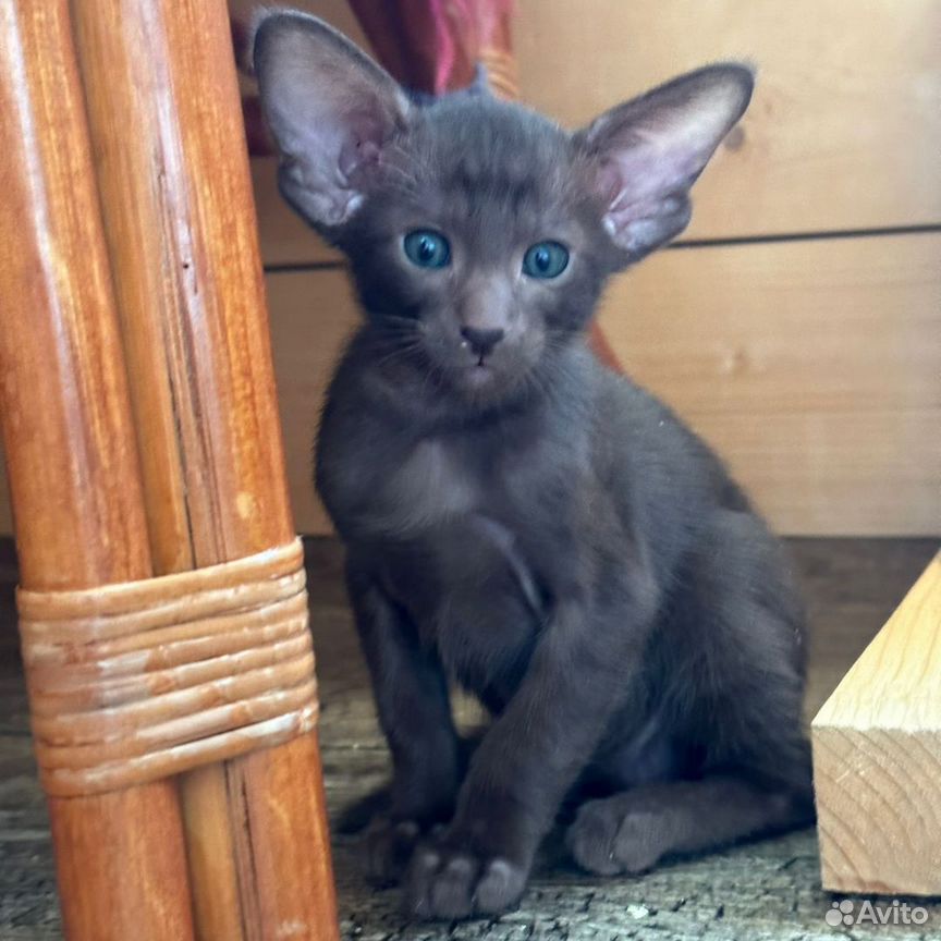 Шоколадный котик