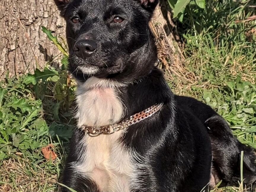 Маленькая собака