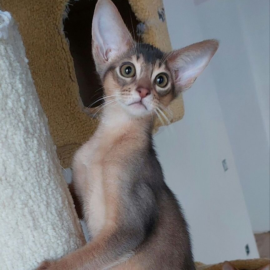 Абиссинский котик