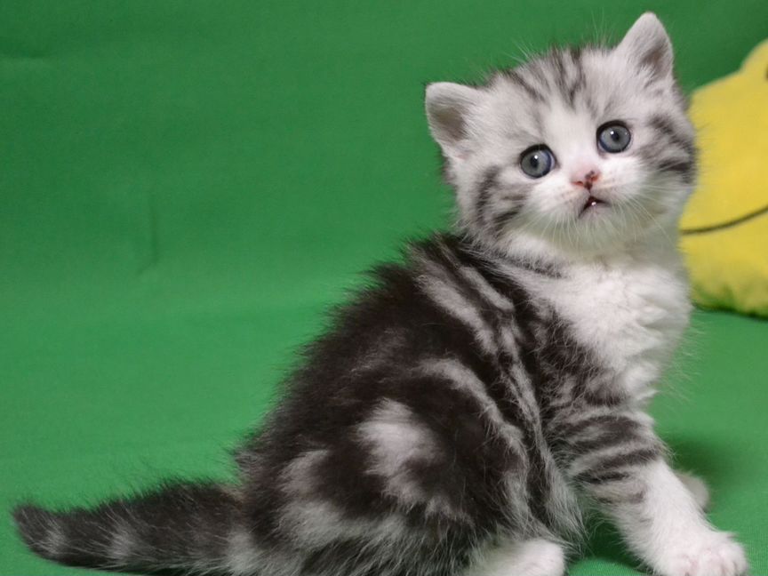 Шотландский котик