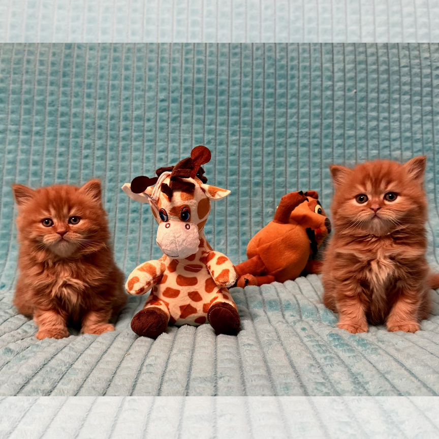 Шотландский прямоухий длинношёрстный котёнок