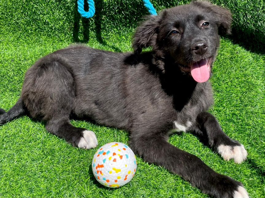 Щенок в добрые руки