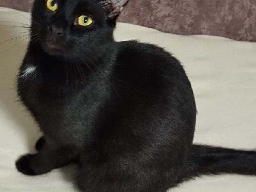 Кастрированный Пьер ищет дом