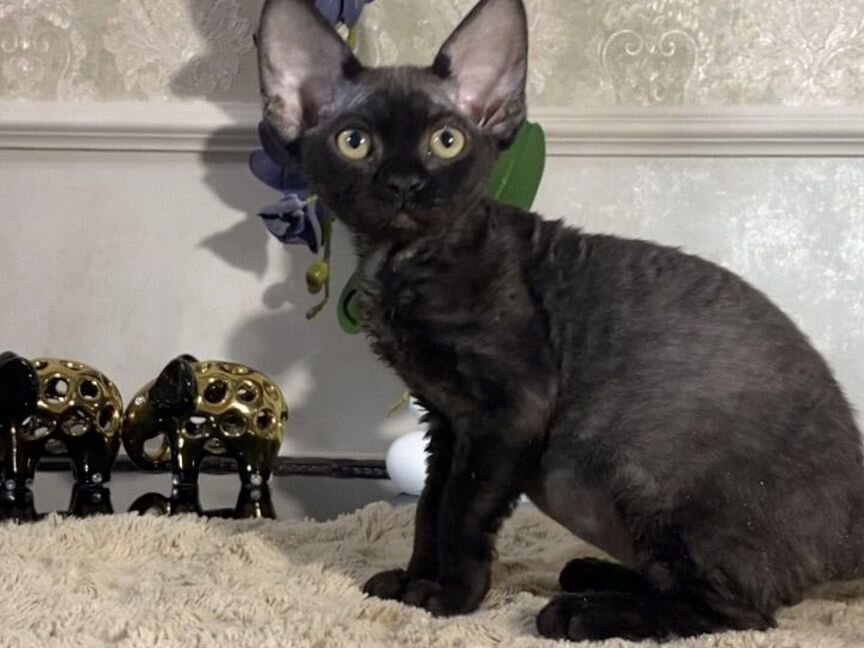 Черный бриллиант - роскошный мальчик