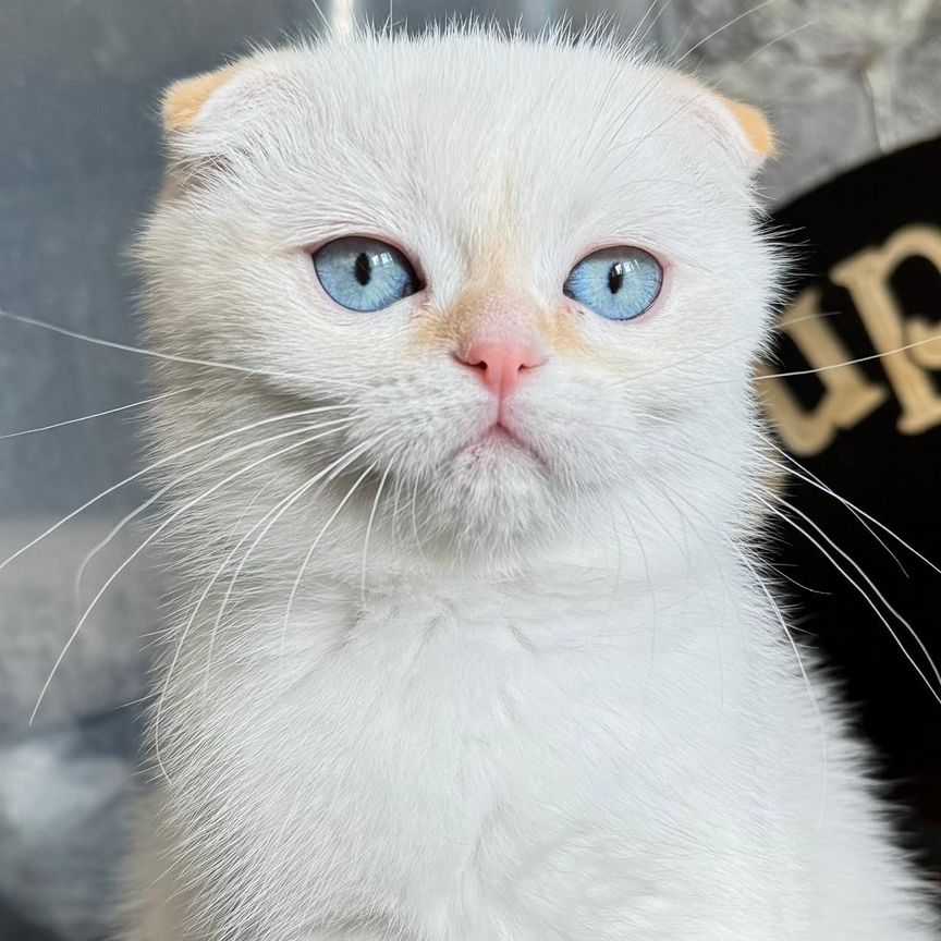 Шотландский вислоухий котик