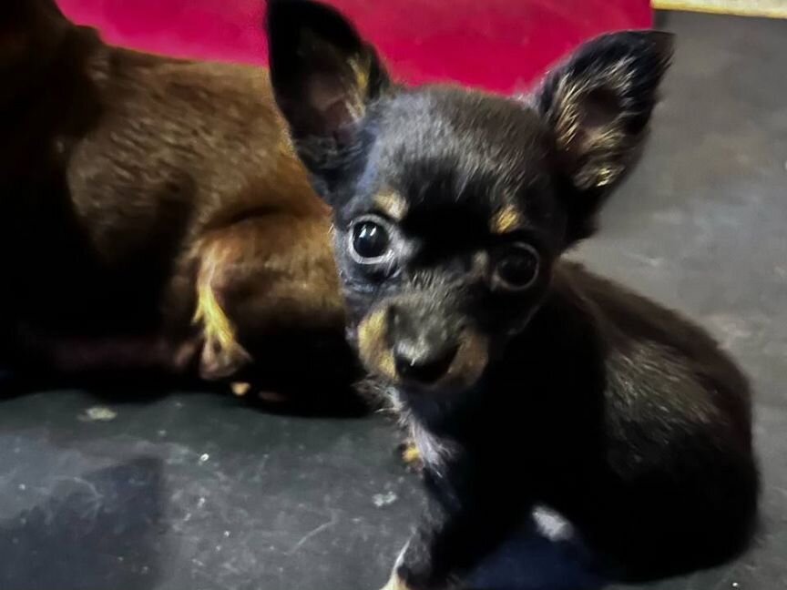 Русский той-терьер длинношерстный Девочка