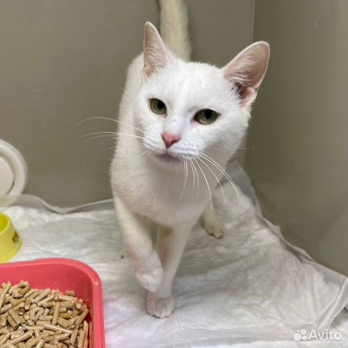 Кошке Шахине нужна "крыша над головой"