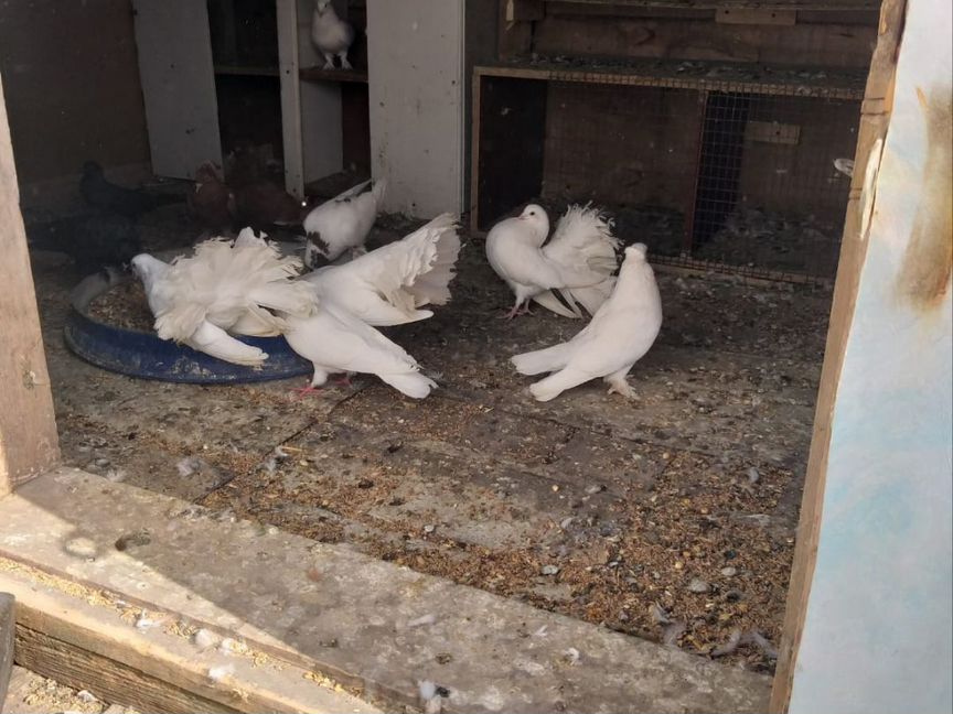 Продажа николаевских голубей