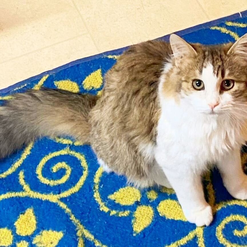 Шикарный пушистик котенок ищет дом