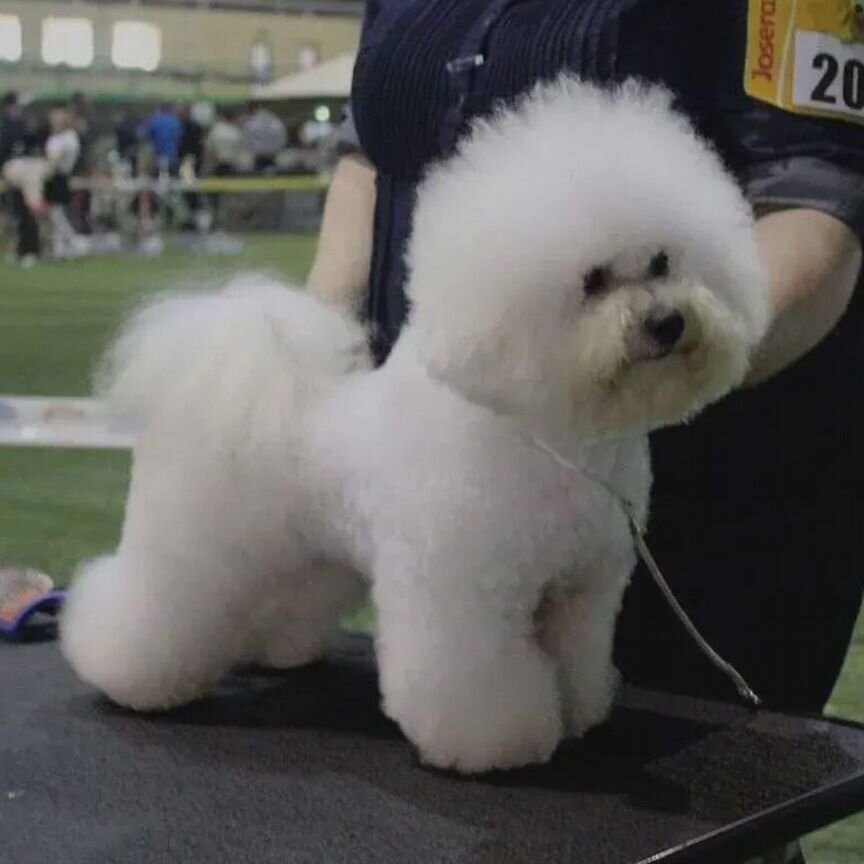 Бишон фризе, щенок