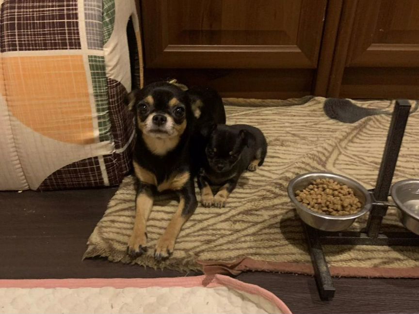 Щенки чихуахуа