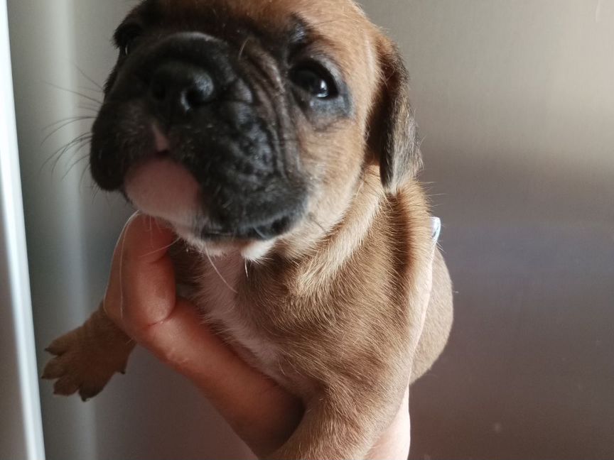 Французские бульдожки