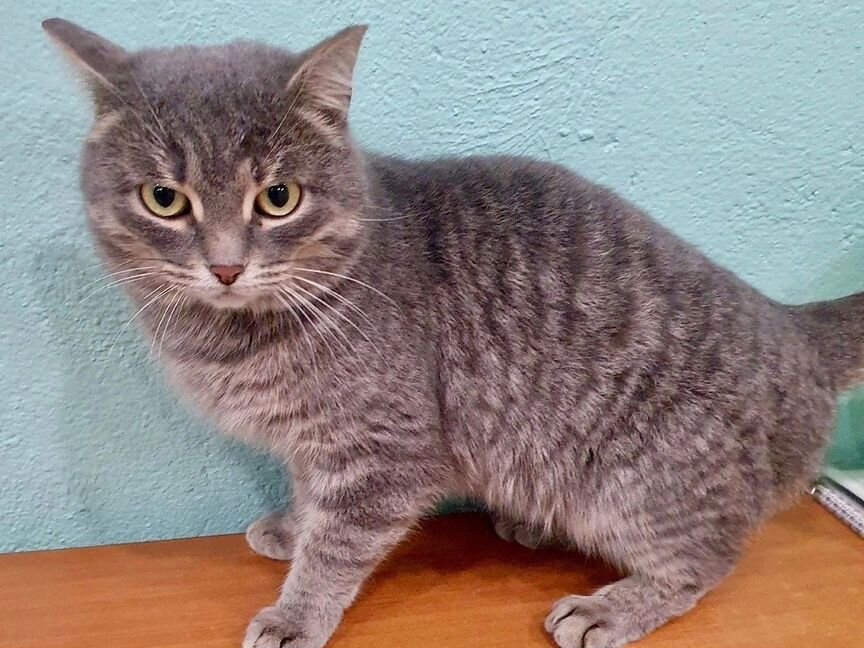 Котик ищет дом