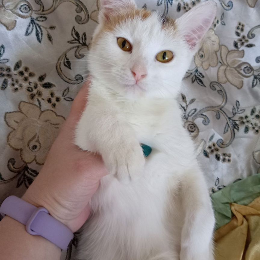 Отдам в добрые руки трёхцветную кошечку