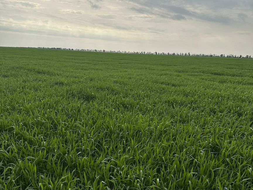 Просо желтое