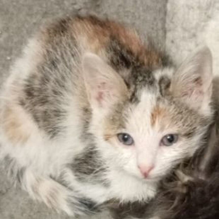 Котята ищут дом