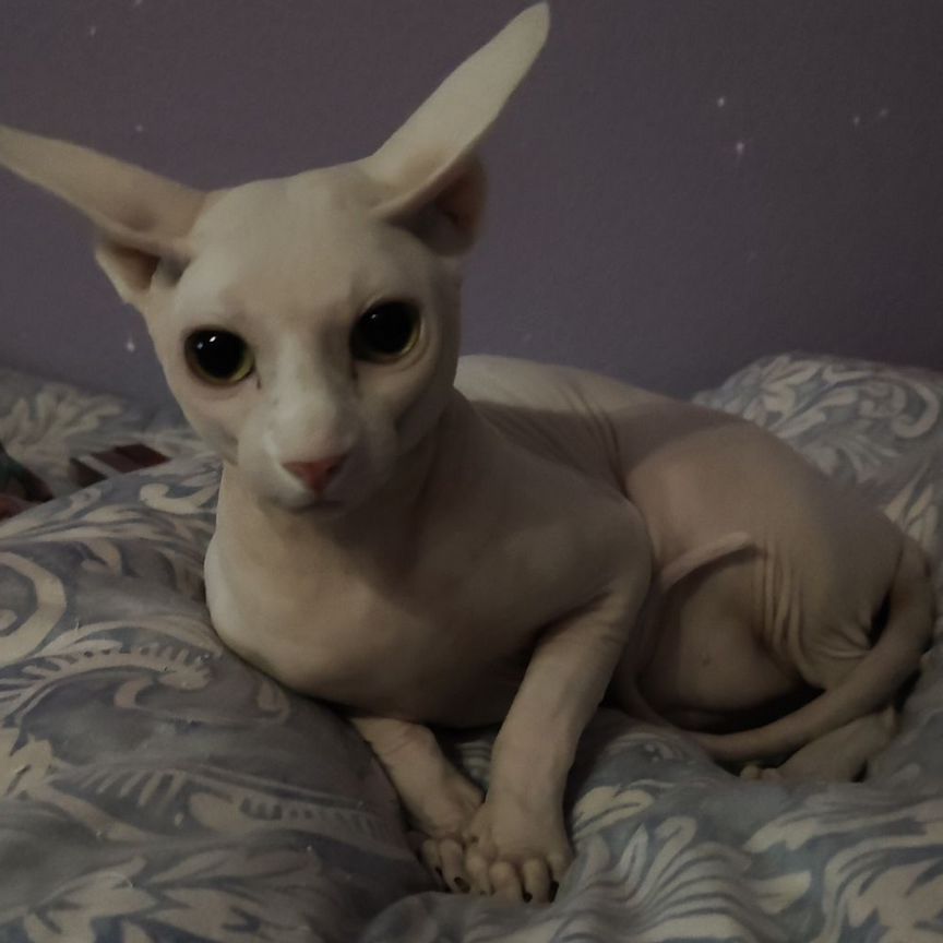 Канадский сфинкс, кот вязка