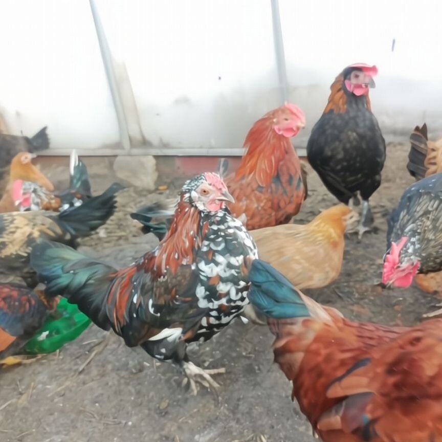 Куры бентамки алтайские