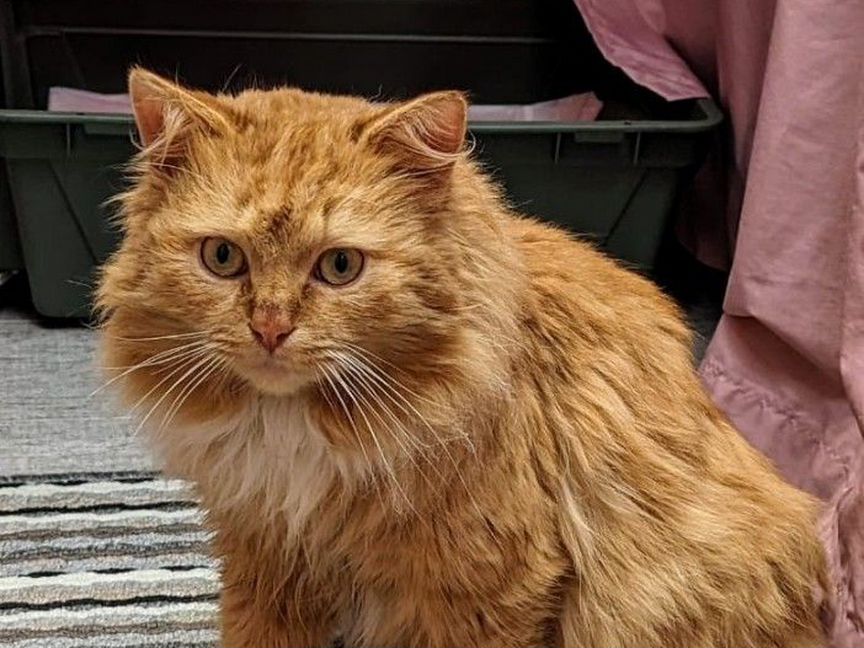 Котик Рэй ищет семью