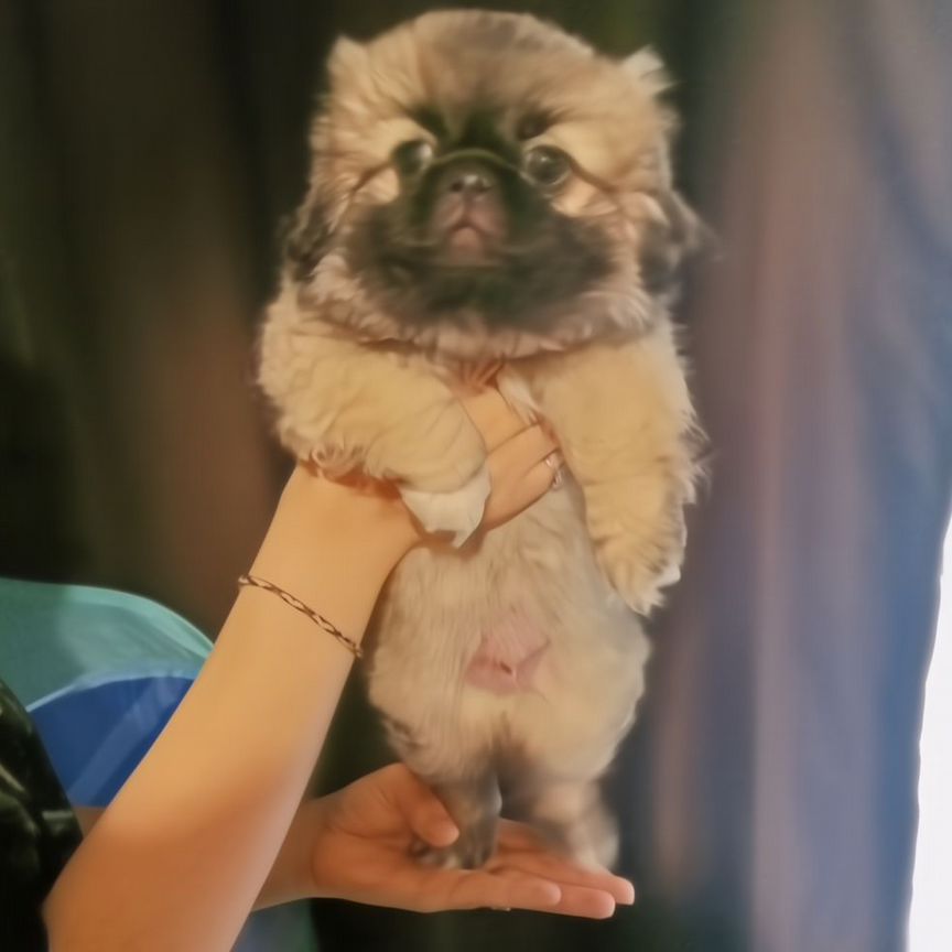 Пекинес, щенок
