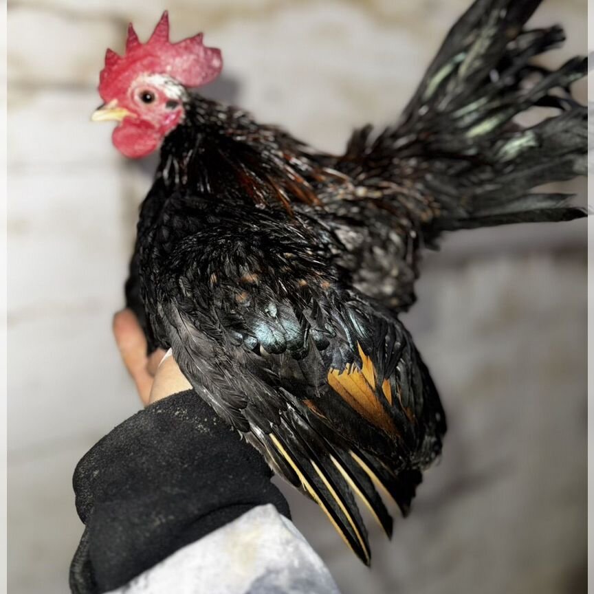 Петушки серама