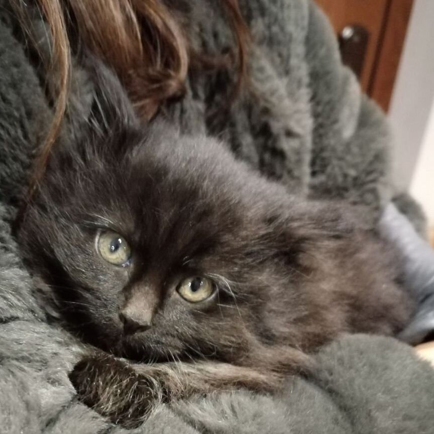 Котёнок в добрые руки