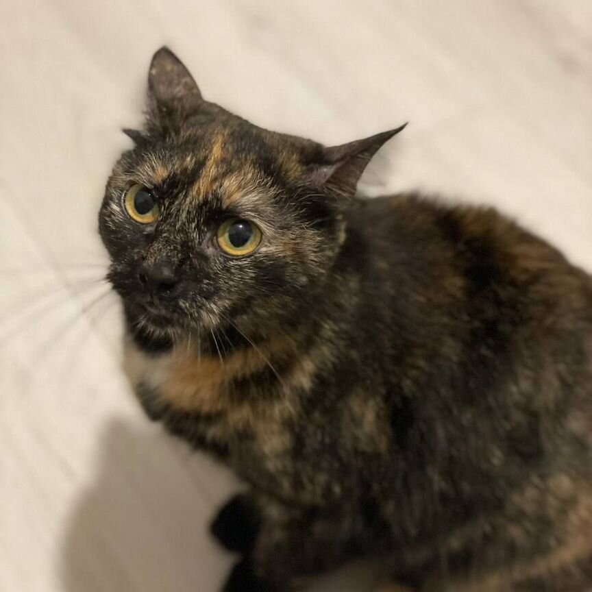 Кошку предали