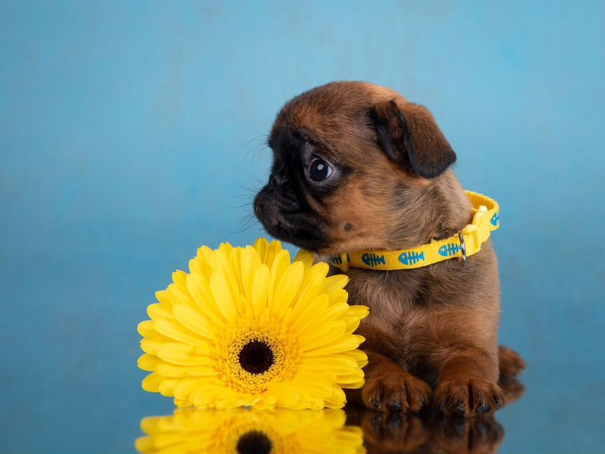 Пти брабансон малыш