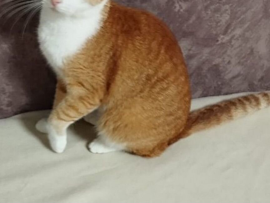 Стерилизованная Клео ищет дом