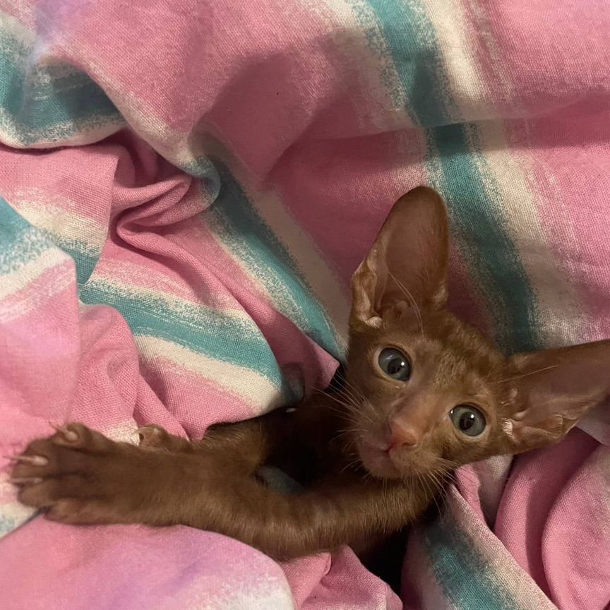 Ориентальный котёнок