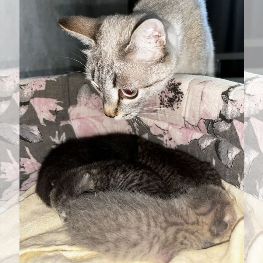 Отдам котят в добрые руки