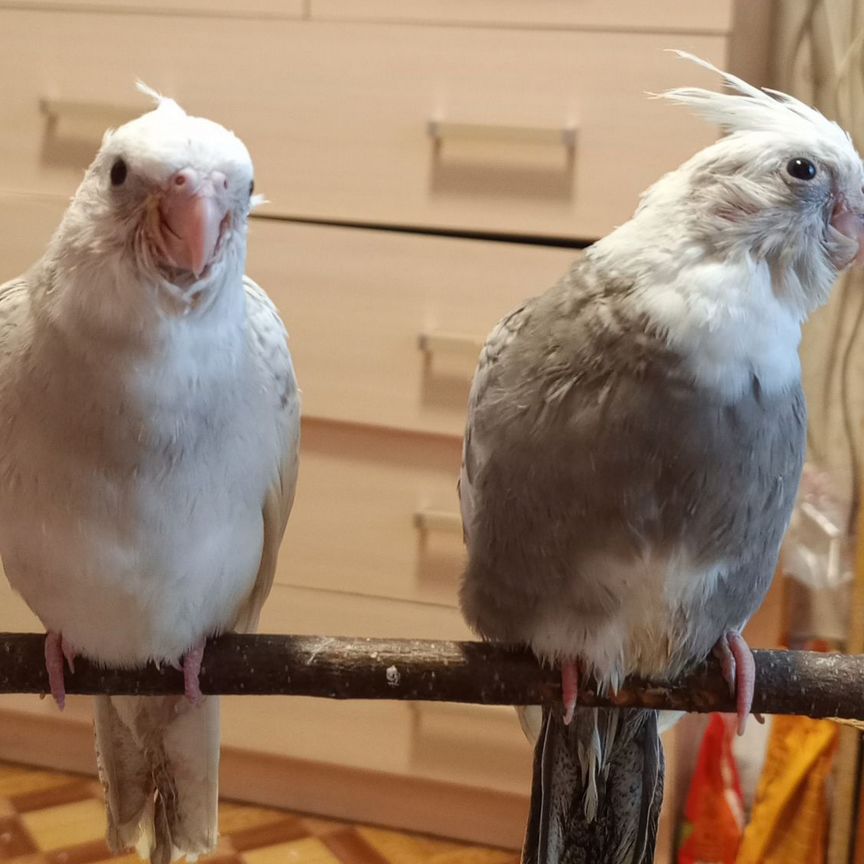 Попугай корелла