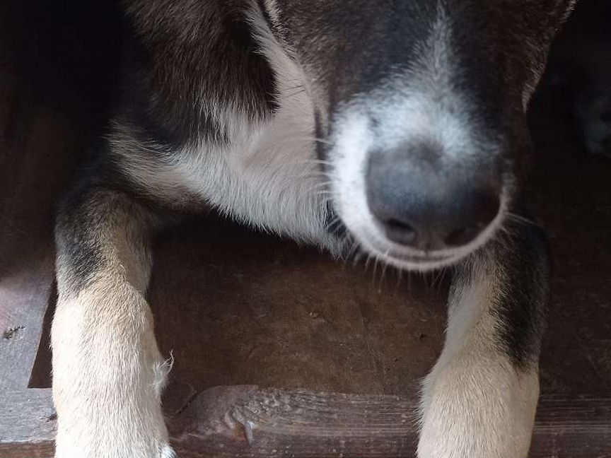 Милая девчулька,5 мес