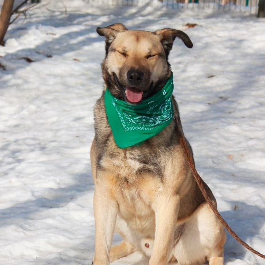 Собака Кайзер в добрые руки Кобель палевый