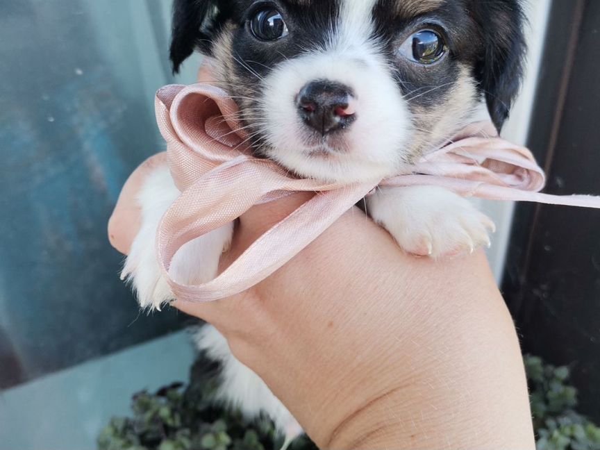 Чишки братишки