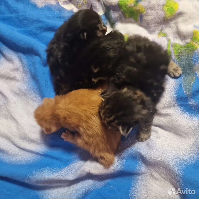 Резерв клубных котят