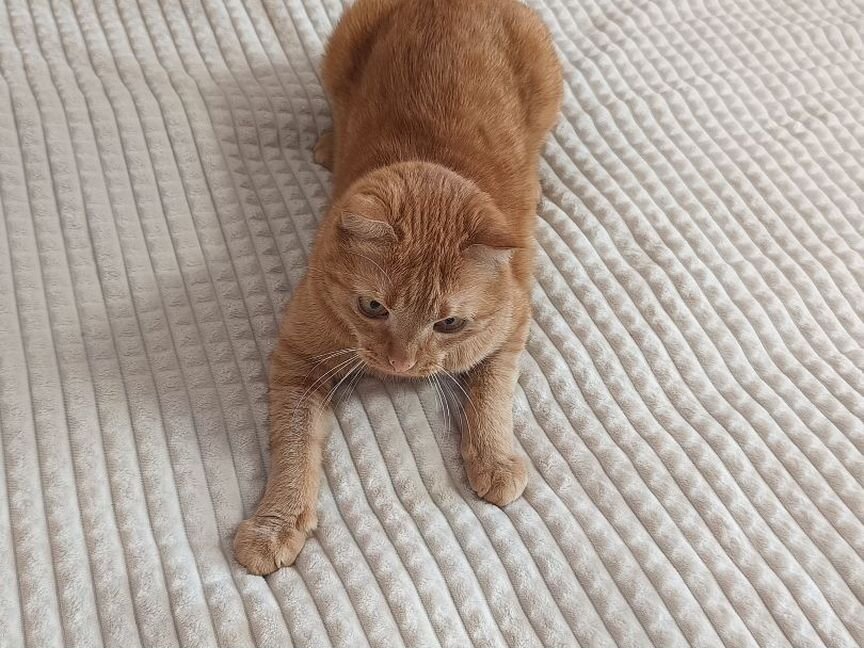 Отдам кота в добрые руки